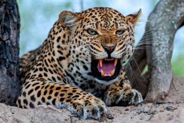 Large carnivore attacks are increasing as human impacts expand • Earth.com