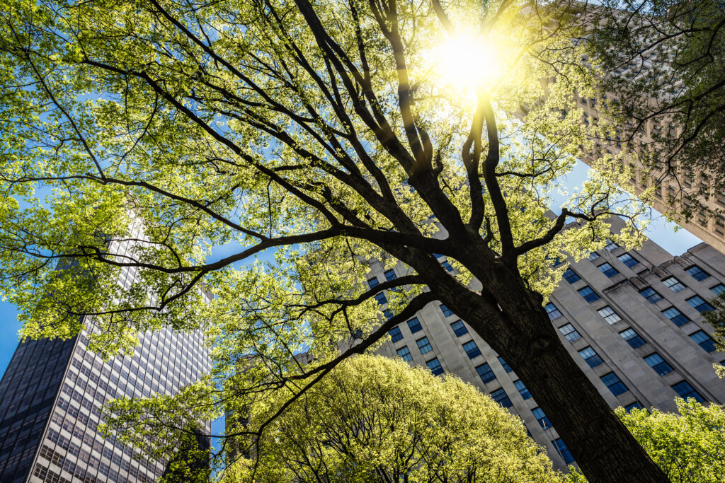 Increased tree cover could prevent heat-related deaths in cities ...