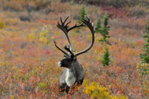 Caribou have used the same calving grounds for 3,000 years • Earth.com