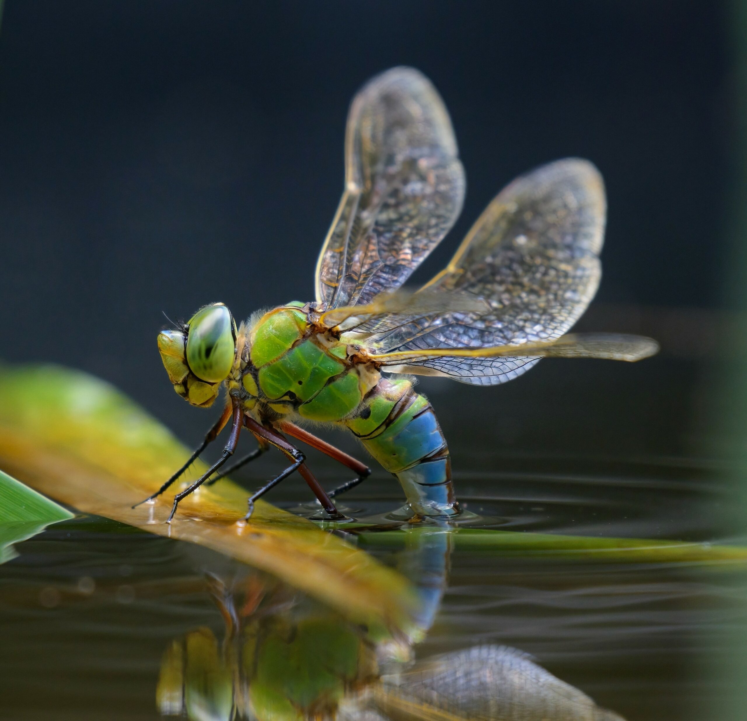 Insect size is shaped by predators and temperature - Earth.com