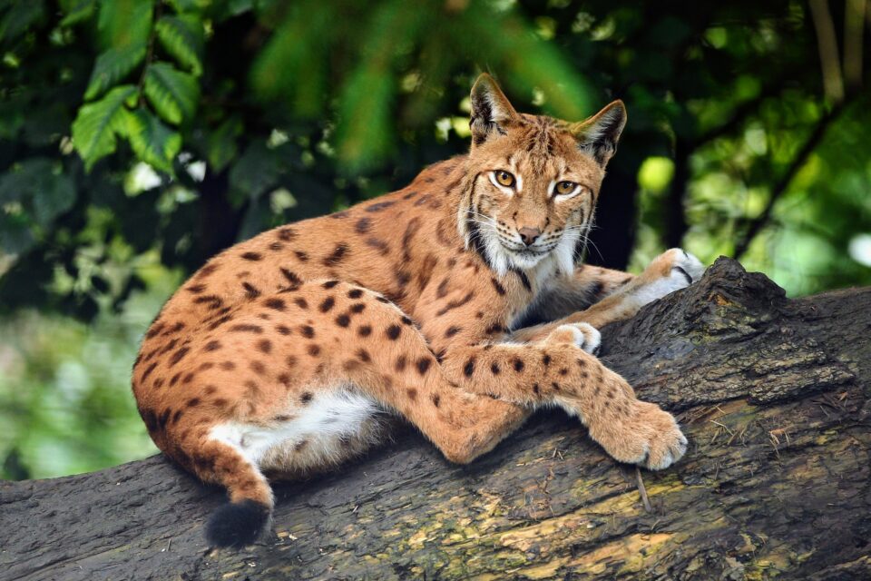 Lynx population in France is on the brink of extinction • Earth.com
