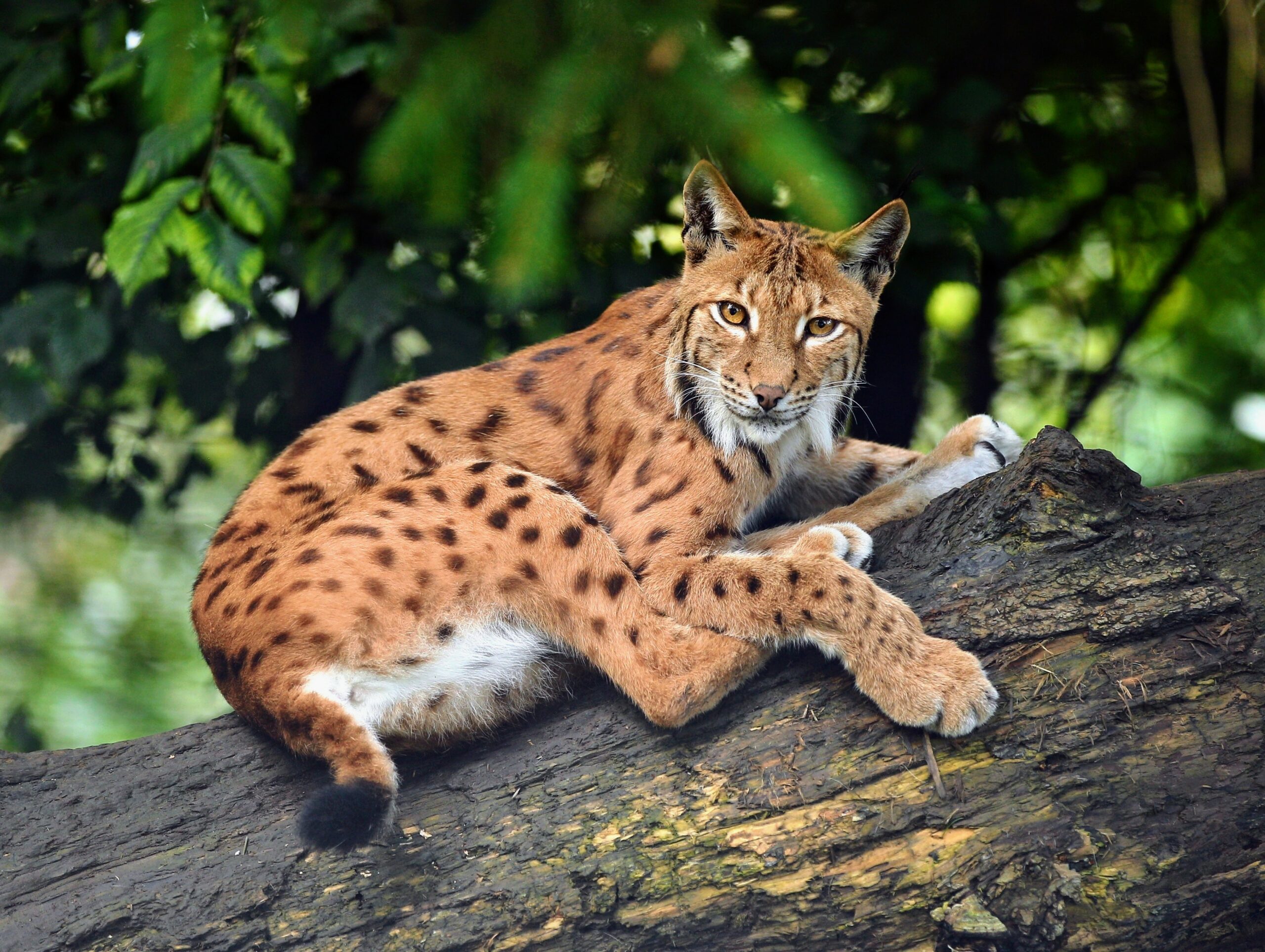 Lynx population in France is on the brink of extinction - Earth.com
