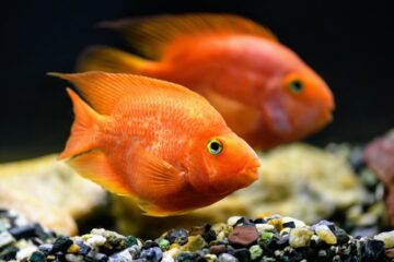 Fish can recognize themselves in the mirror • Earth.com