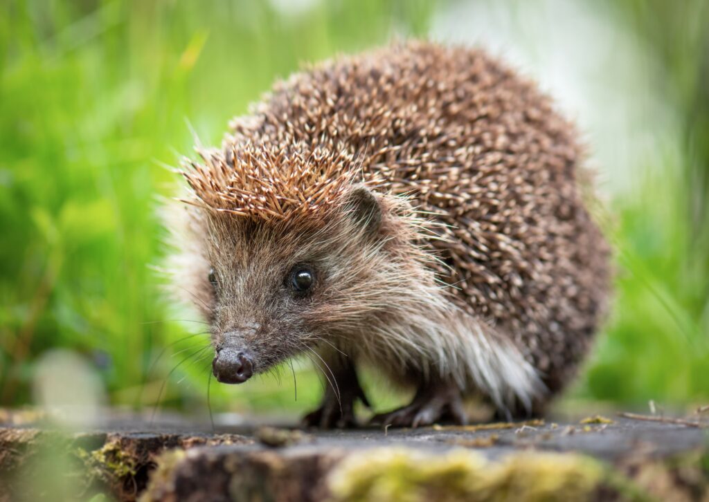 World’s oldest European hedgehog lived in Denmark • Earth.com