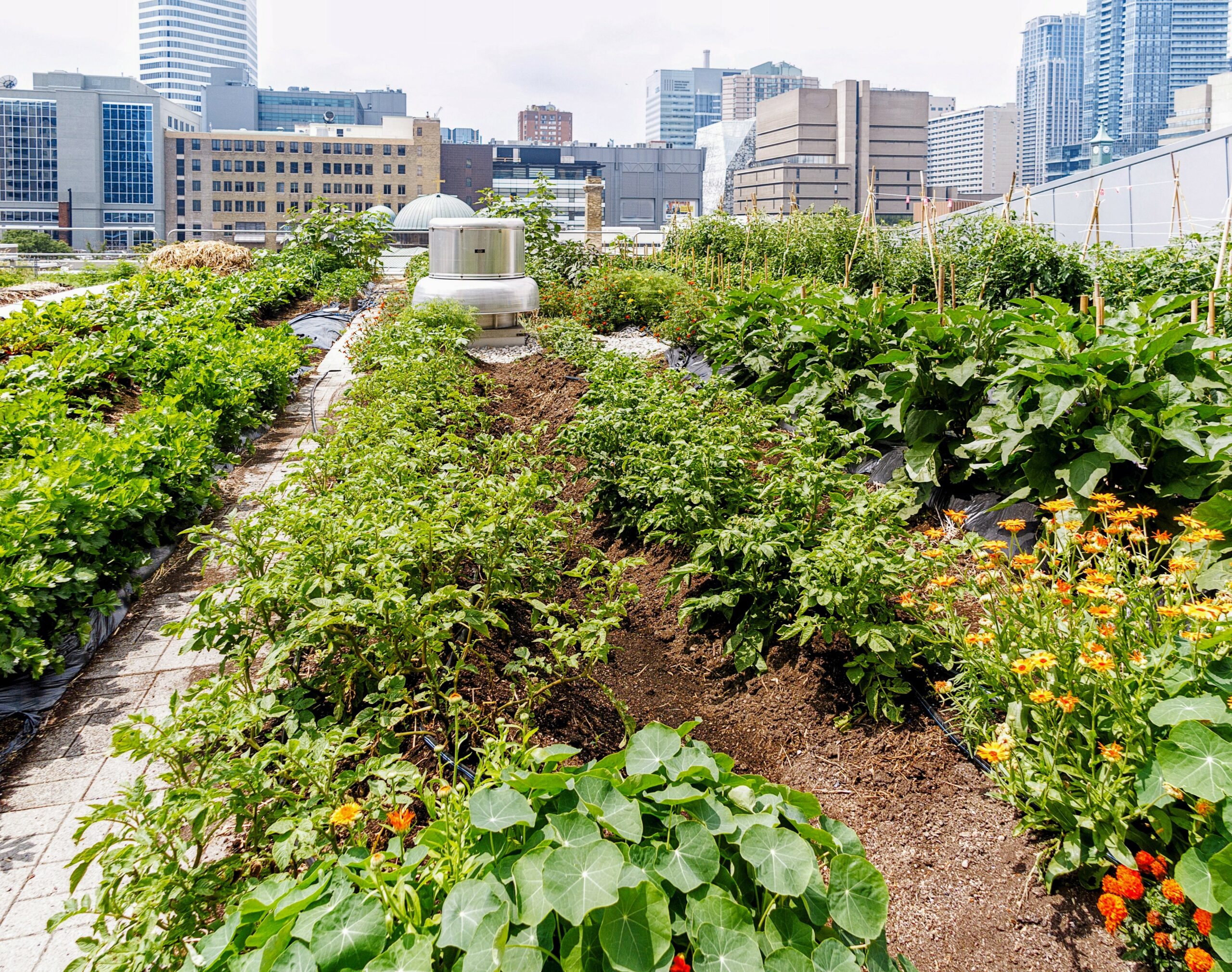 Urban gardens promote biodiversity and human well-being - Earth.com