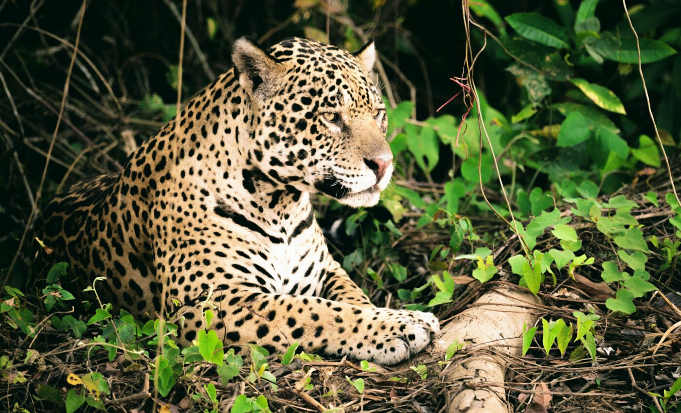 The Amazon Tropical Rainforest Amazon Rainforests