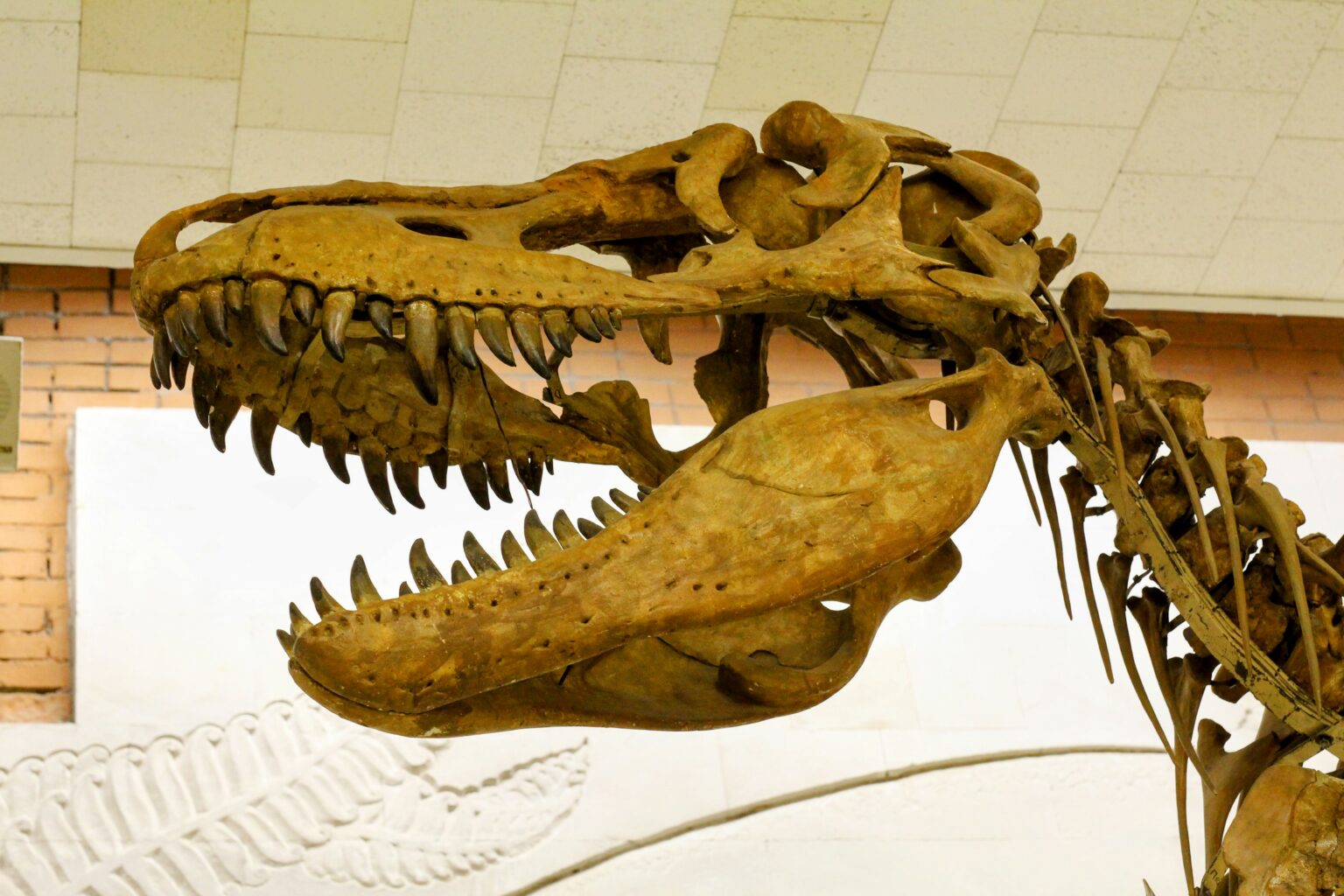 Spinosaur brains reveal how they interacted with their environment ...