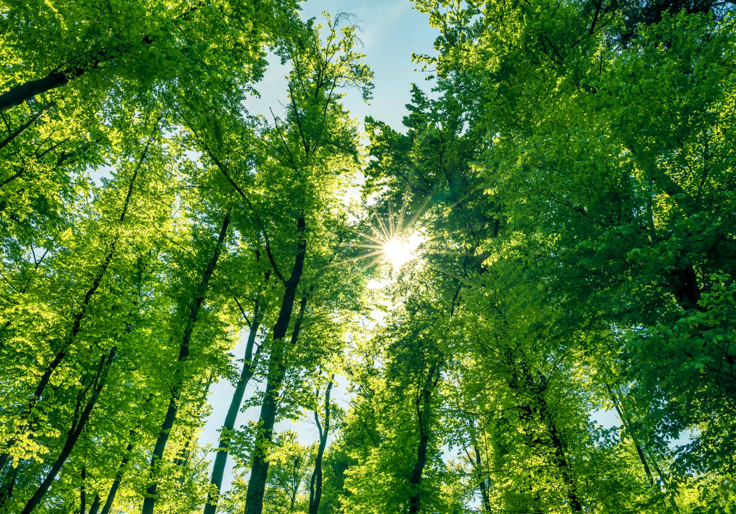 Watching TV can inspire people to appreciate plants - Earth.com