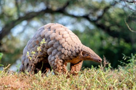 World Pangolin Day: project launched to save the elusive mammal • Earth.com