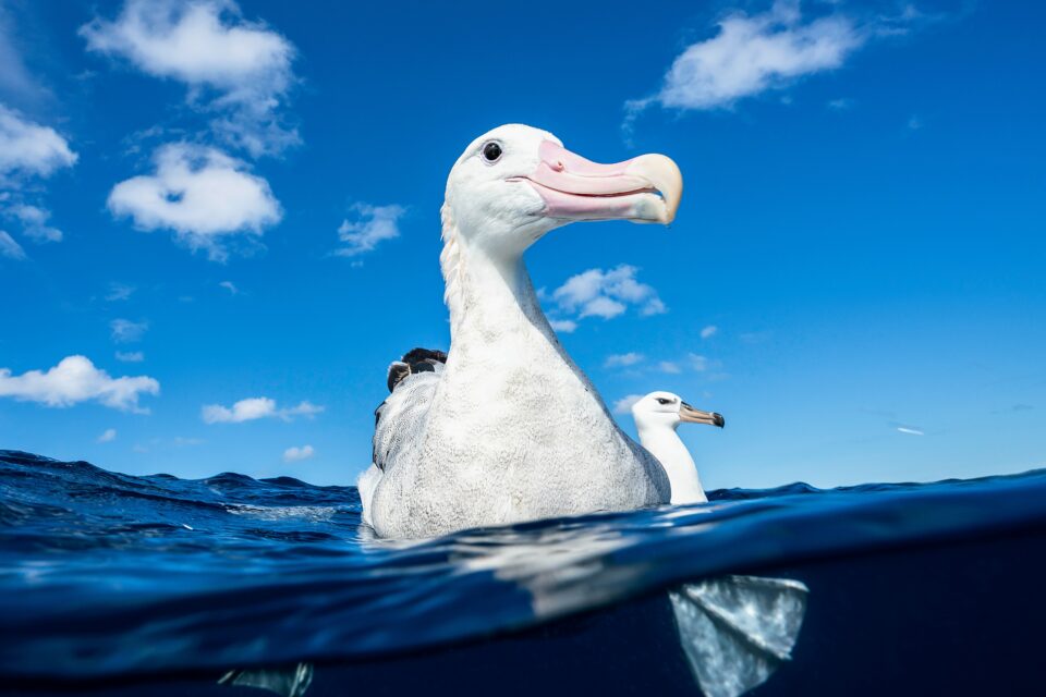 Feather “fingerprints” reveal secrets of endangered seabirds • Earth.com