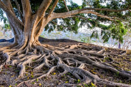 Decaying tree roots may have caused mass extinctions • Earth.com