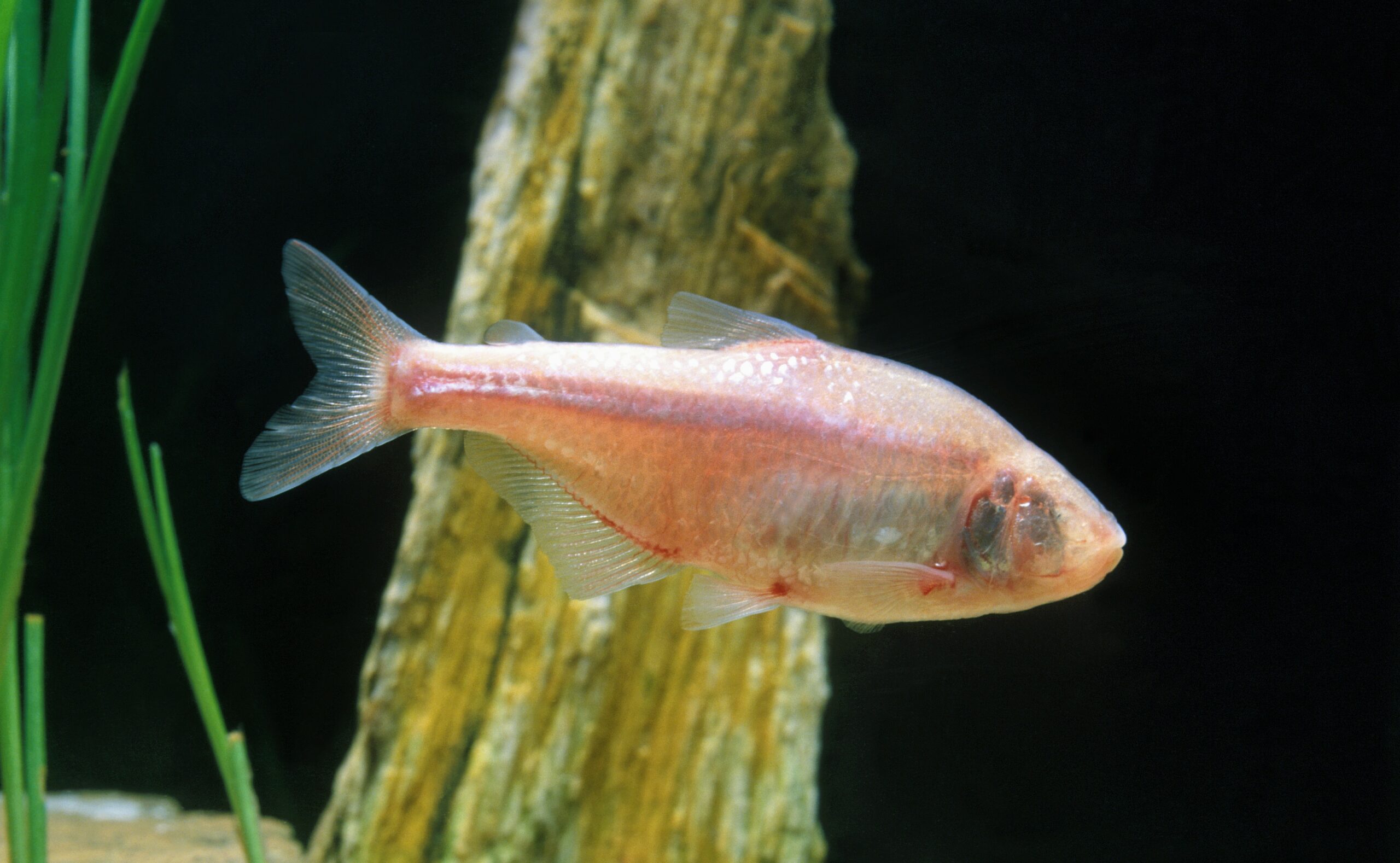 Cavefish are healthy despite their sedentary lifestyle - Earth.com
