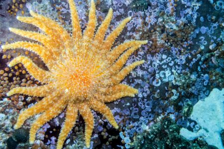 Sunflower sea stars could help save kelp forests • Earth.com