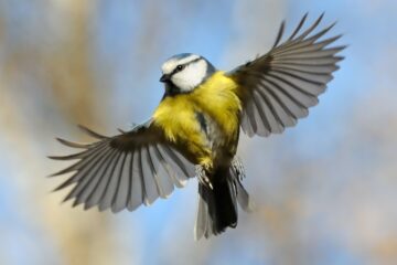 What is the evolutionary origin of birds’ wings? • Earth.com
