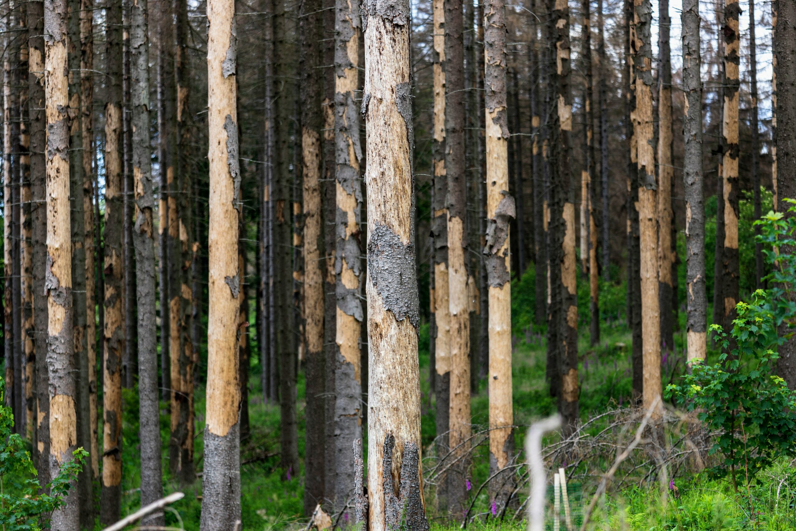 Bark beetles seek out trees that are already weakened - Earth.com