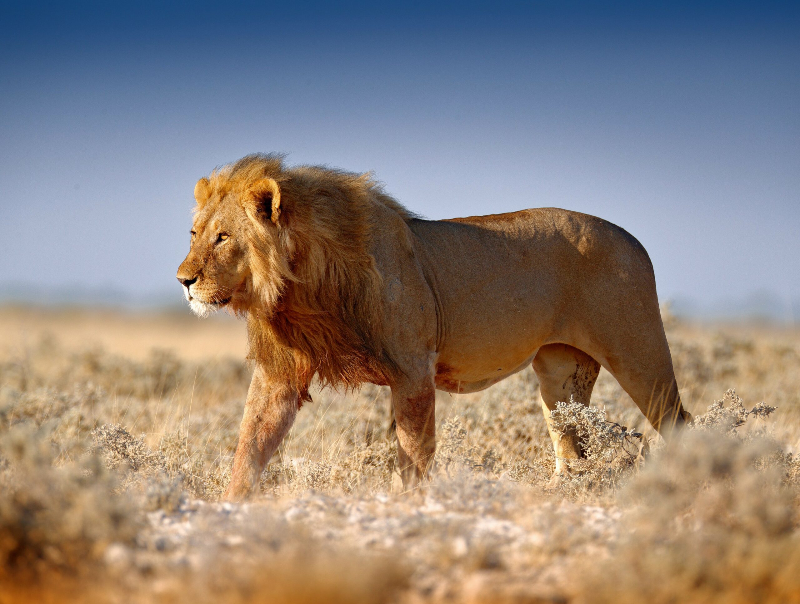 Large carnivores are much more costly to developing countries - Earth.com