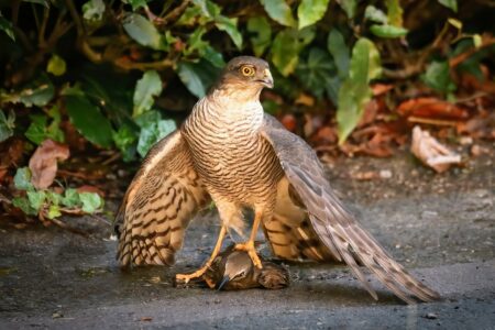 Australia’s rarest predatory bird is facing extinction • Earth.com
