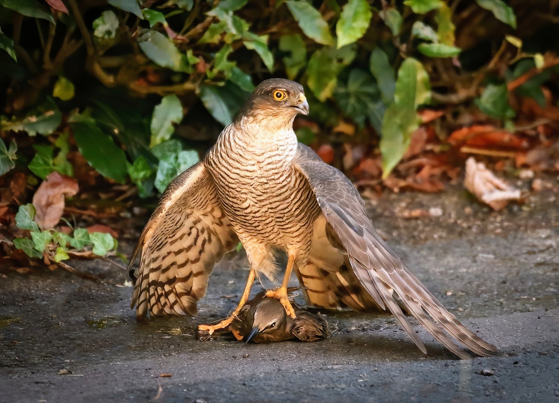 Australia’s rarest predatory bird is facing extinction - Earth.com