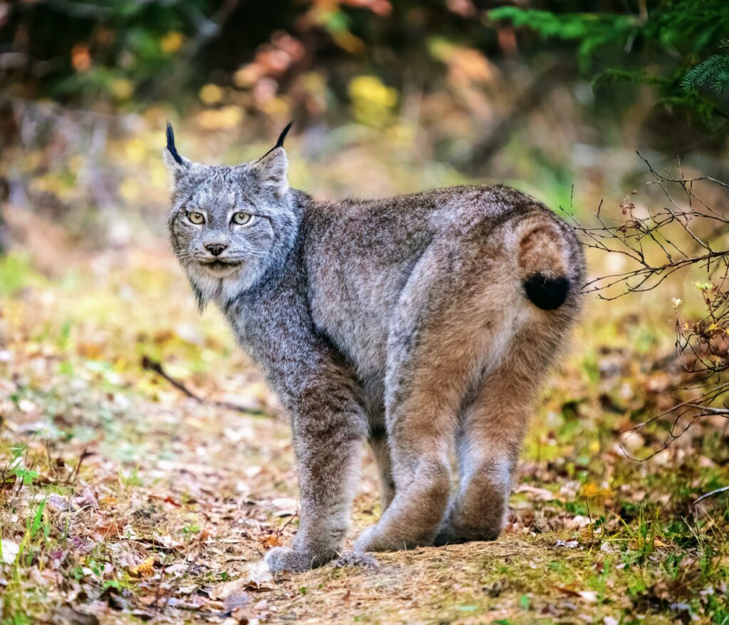 Canada lynx may need a climate refuge to survive • Earth.com
