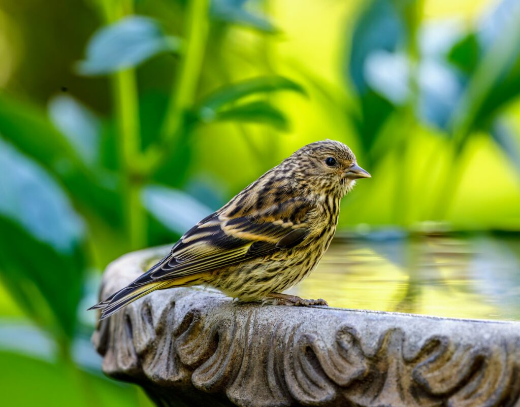 Social bird species are less competitive • Earth.com