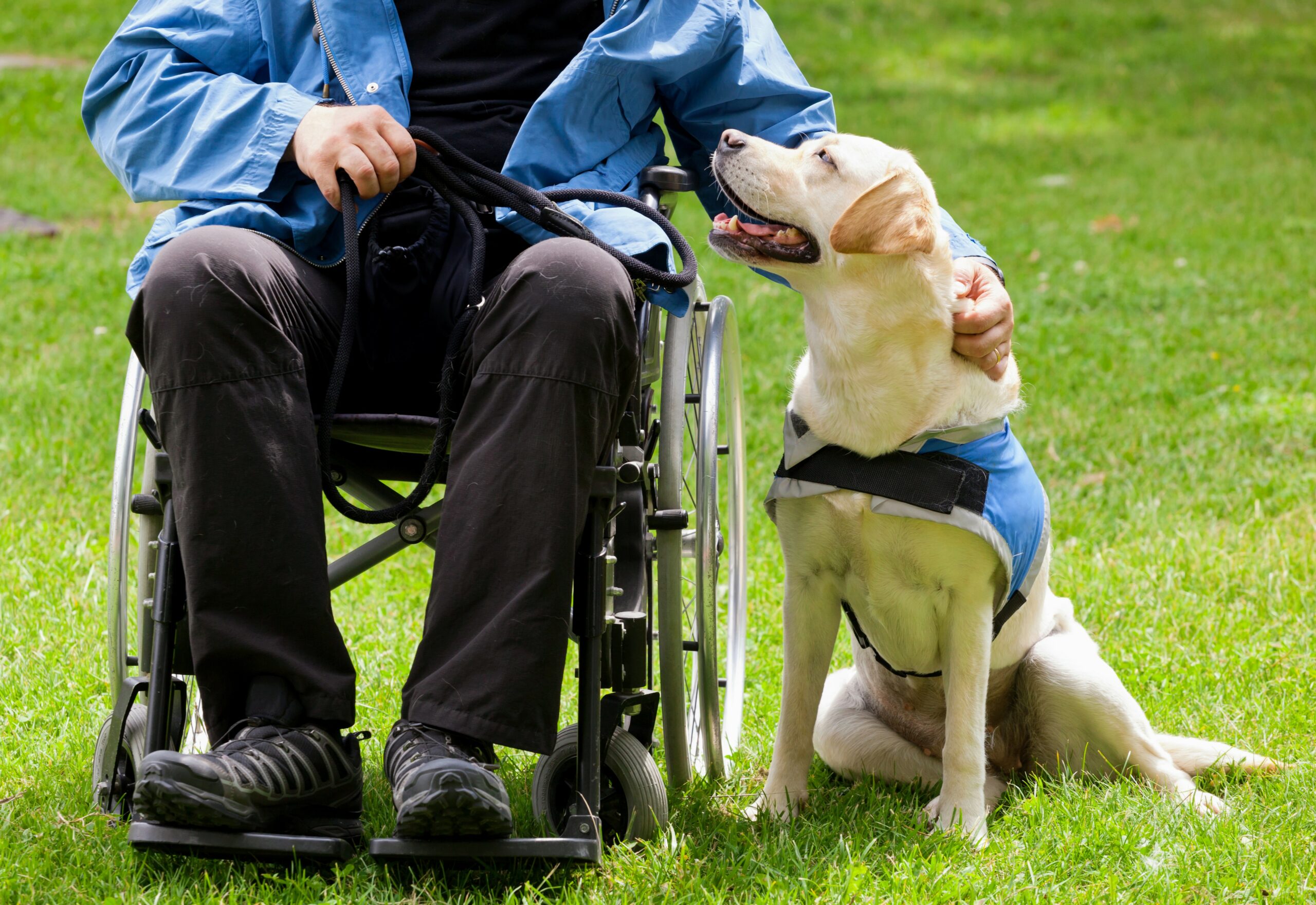 Assistance dogs improve mental health of veterans - Earth.com