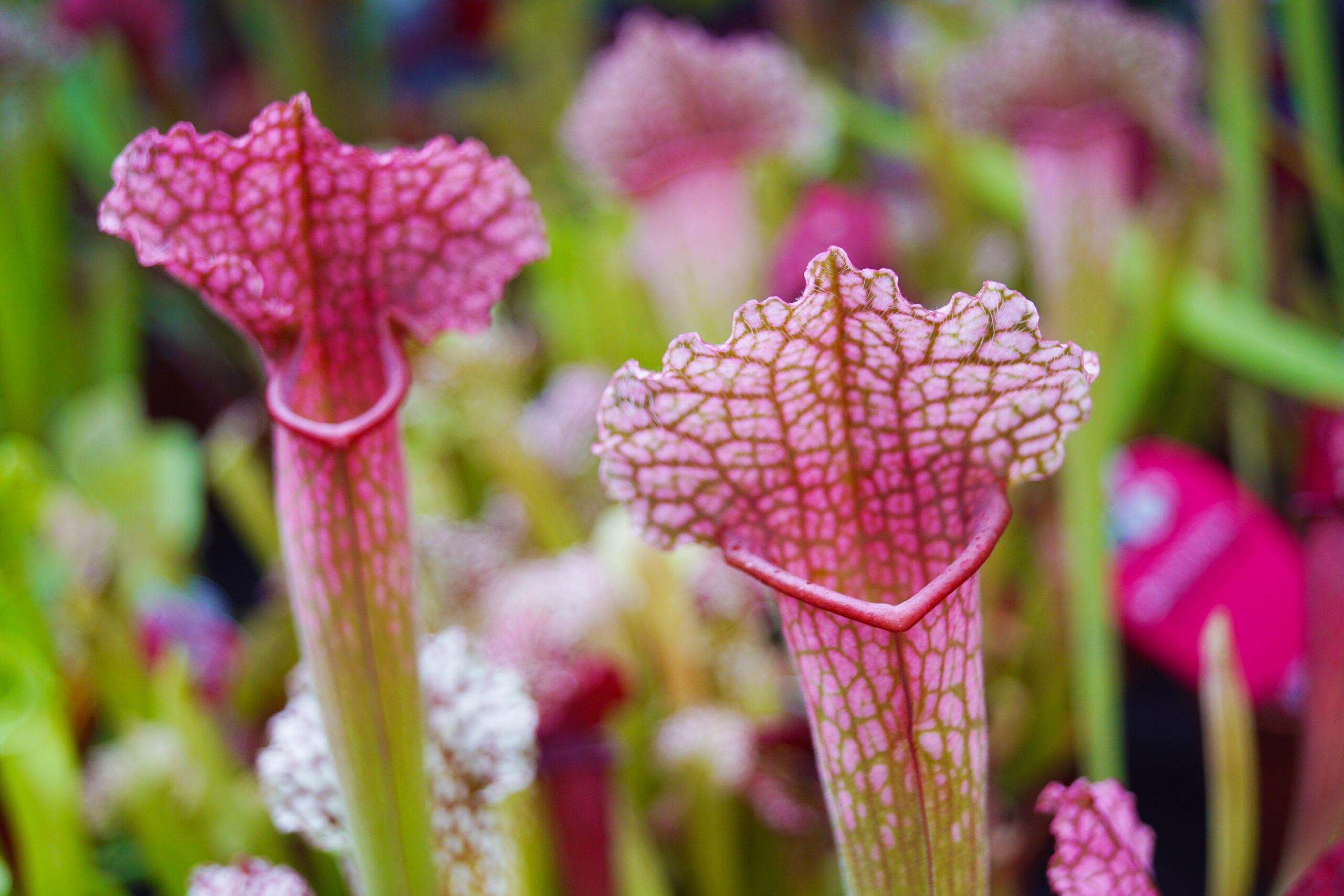 Wasps create an acidic environment to deter predators - Earth.com