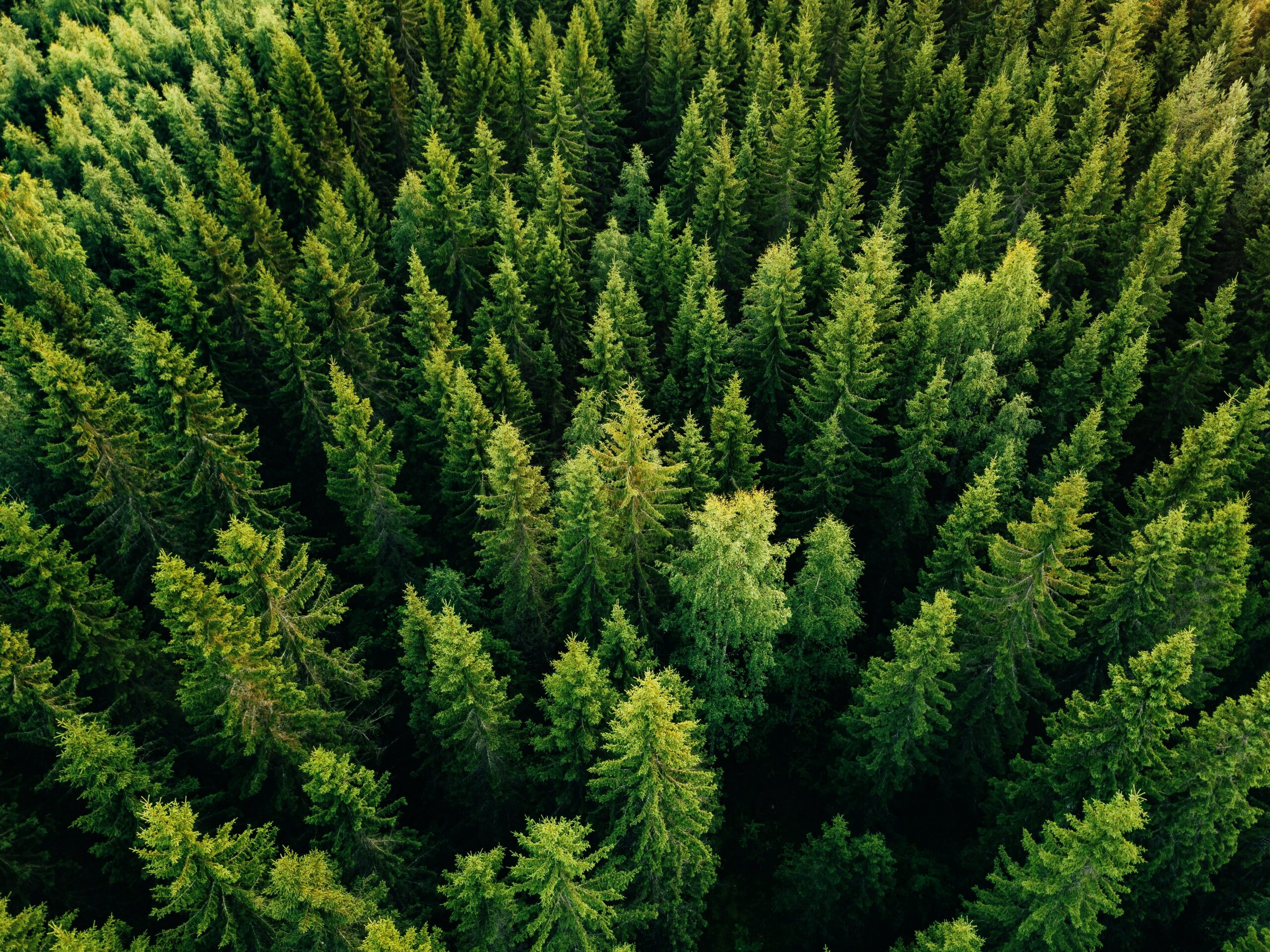 Remote sensing will revolutionize the way we monitor trees - Earth.com