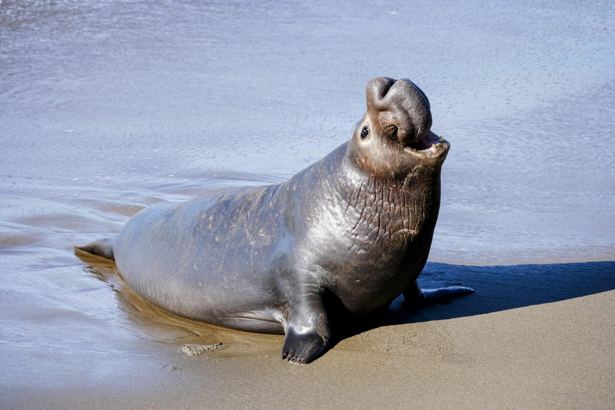 Elephant seals prioritize survival over reproduction • Earth.com