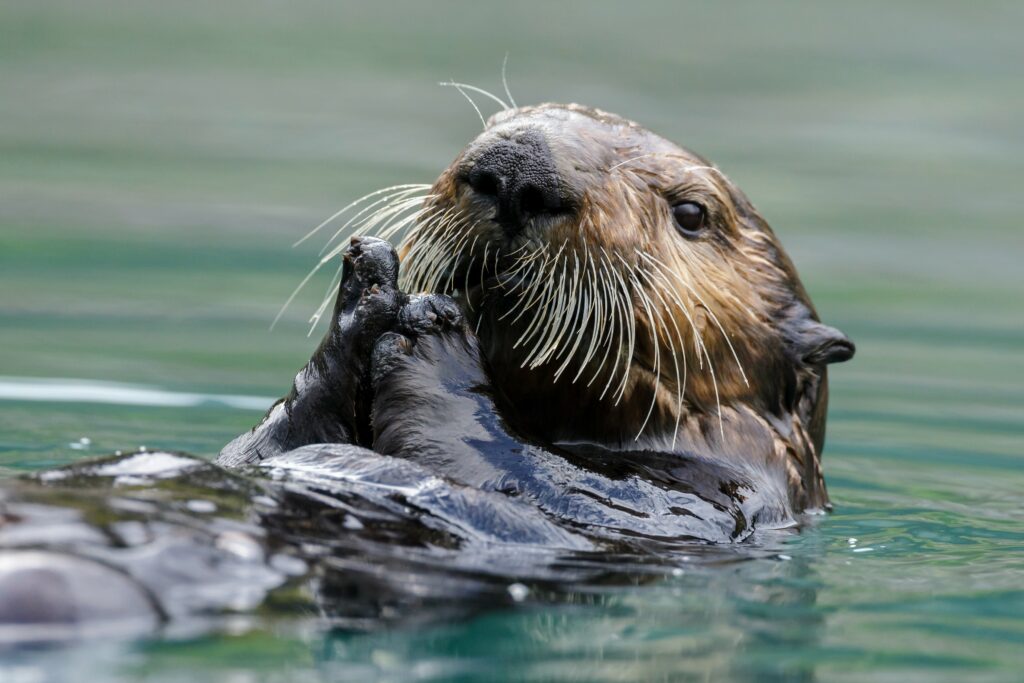 Strong maternal drive helps sea otters survive • Earth.com