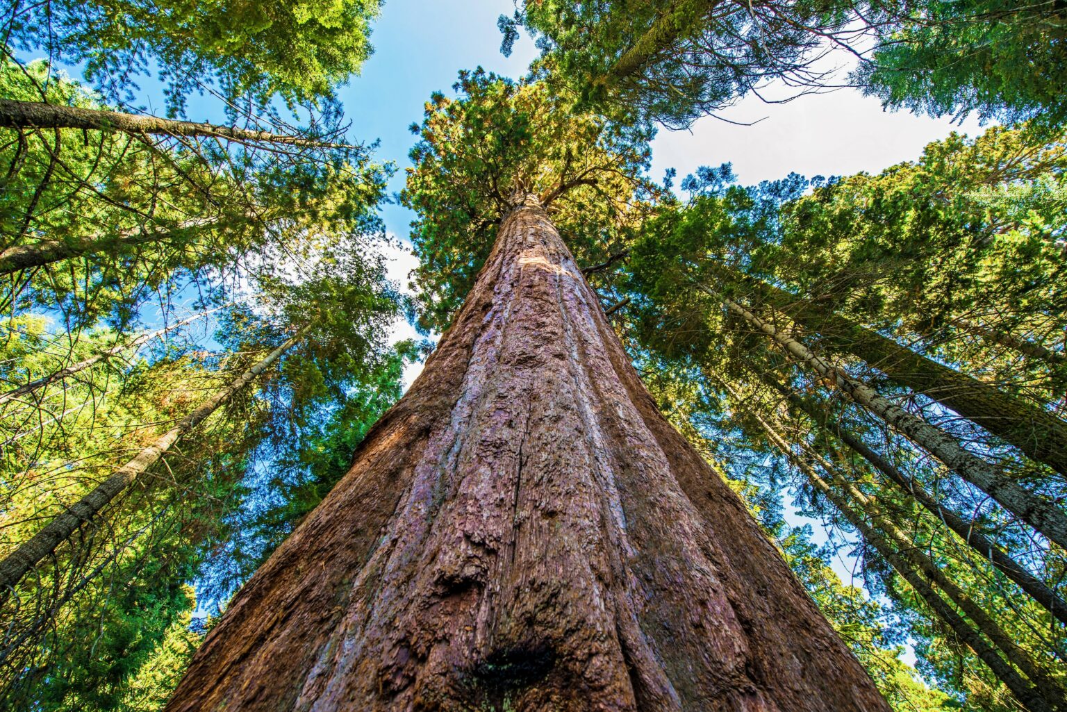 What drives a spiritual connection with giant trees? • Earth.com