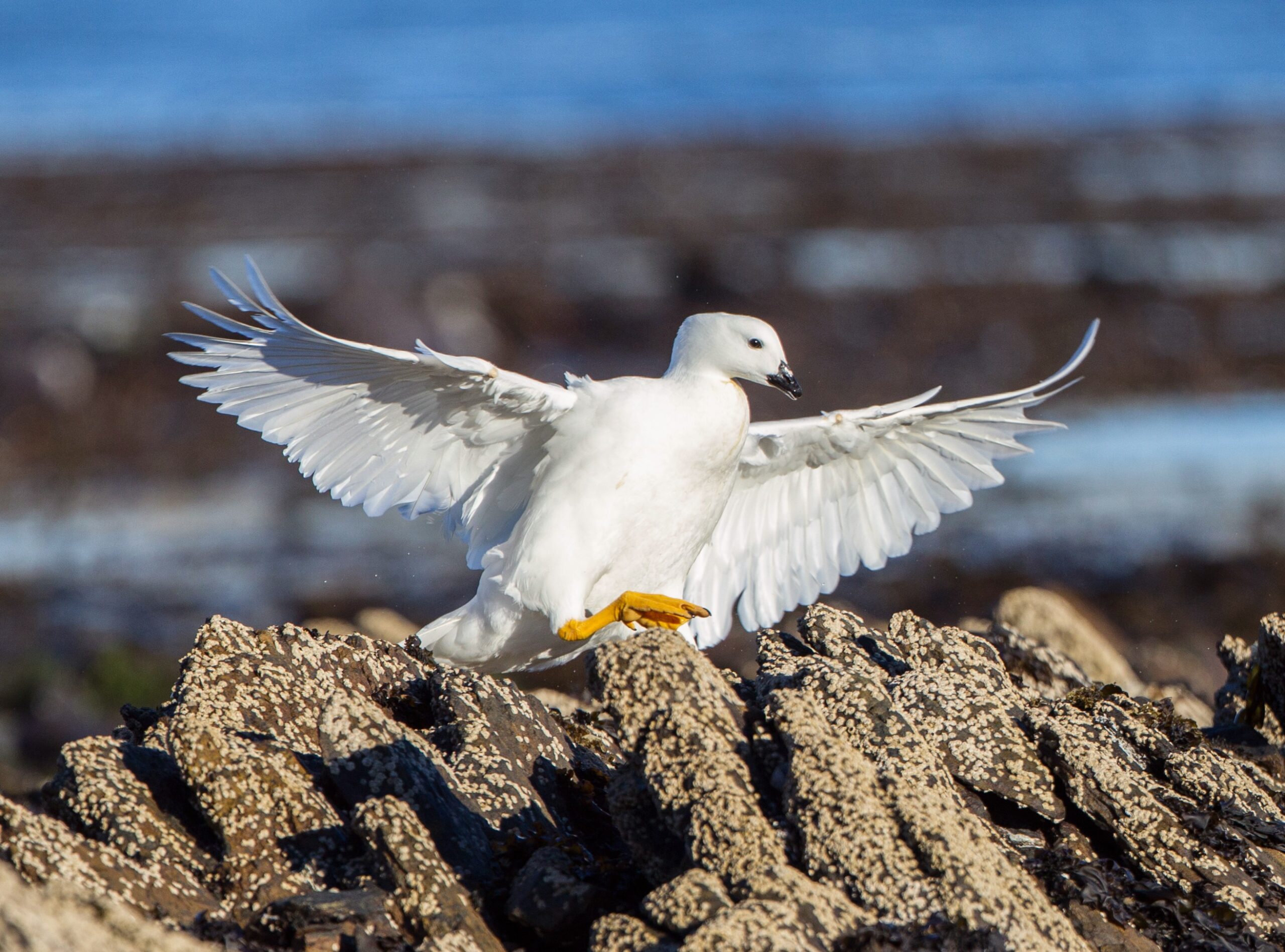 Extreme snowstorms impact breeding success of petrels - Earth.com