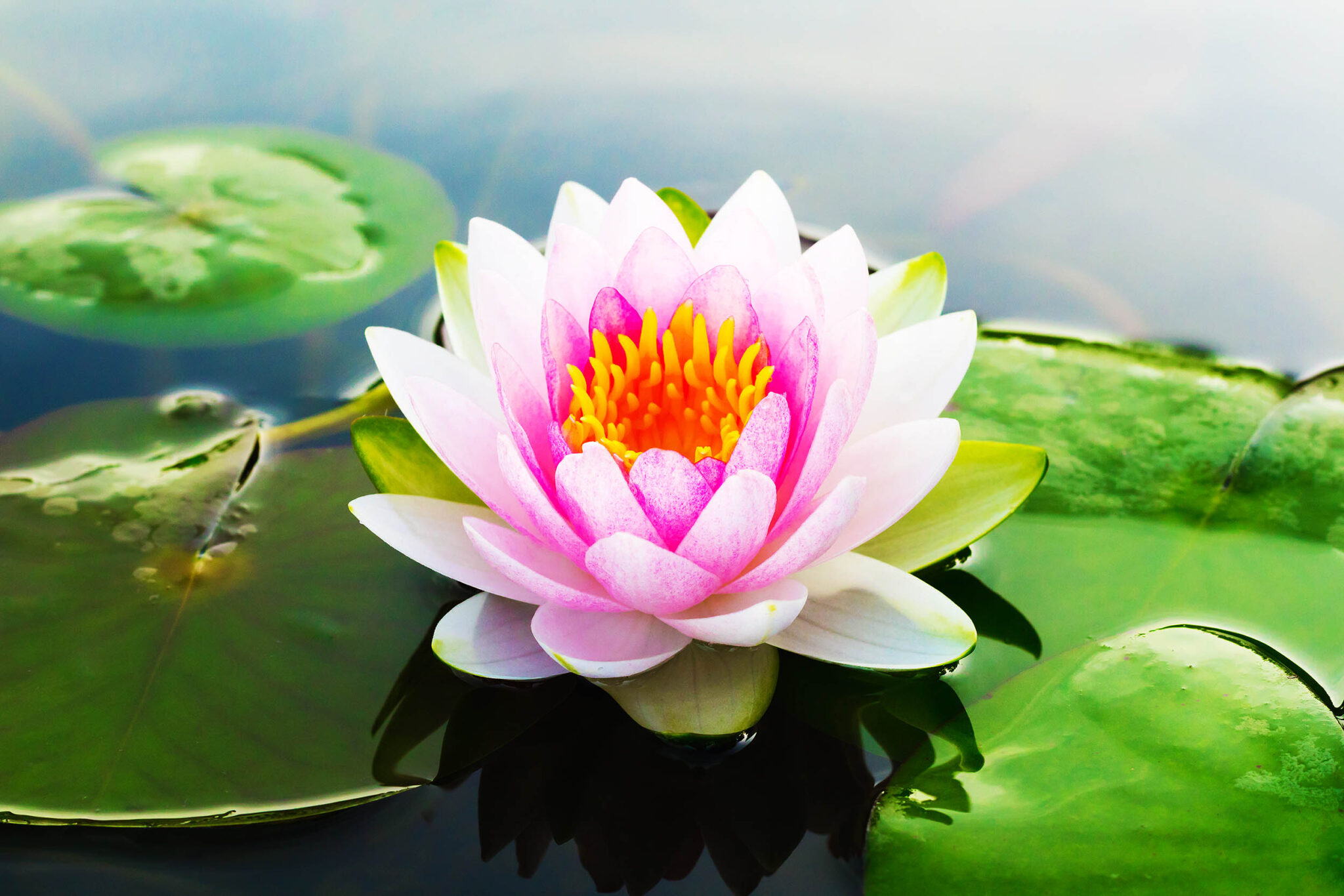 How Does a Lotus Flower Grow: The Life Cycle of a Lotus - Earth.com