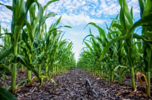 Future corn crops could have higher drought tolerance • Earth.com