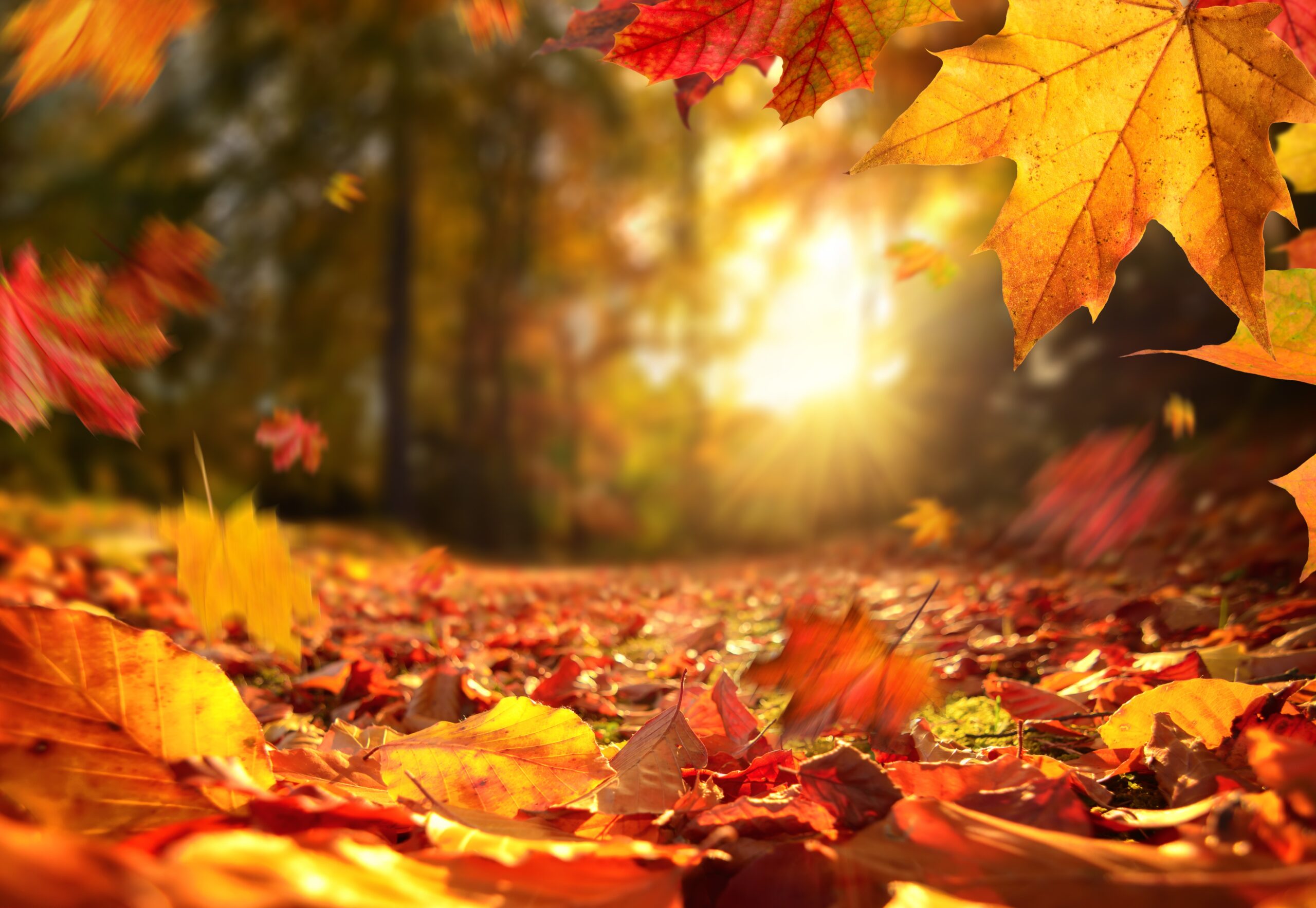 Global warming increases the frequency of fall heatwaves - Earth.com