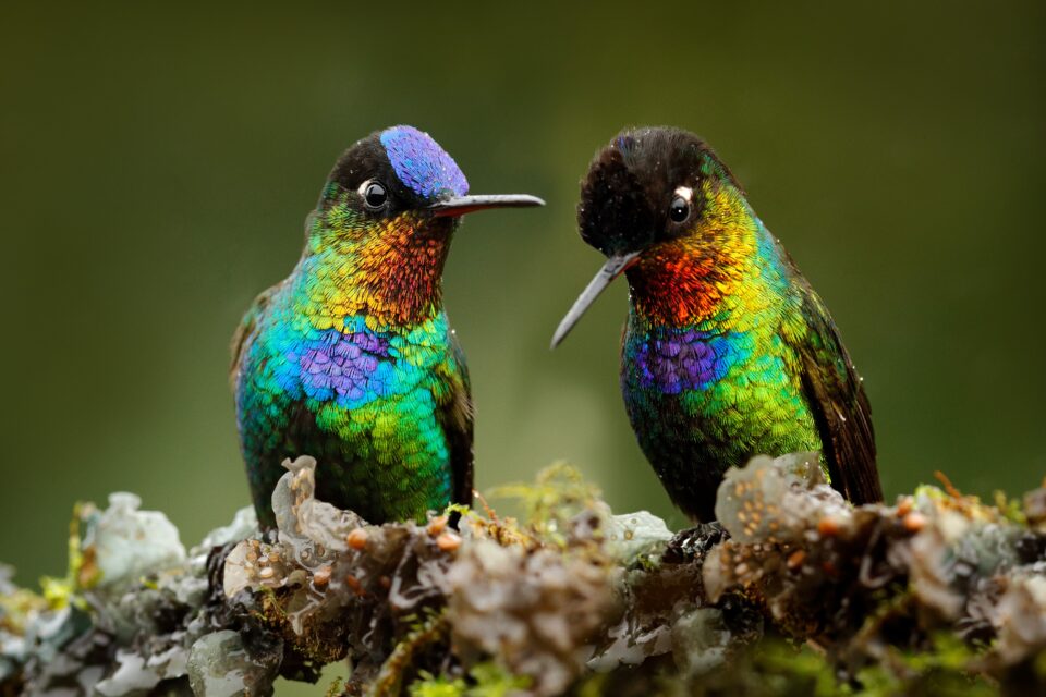 Hummingbirds have evolved to survive harsh environments • Earth.com