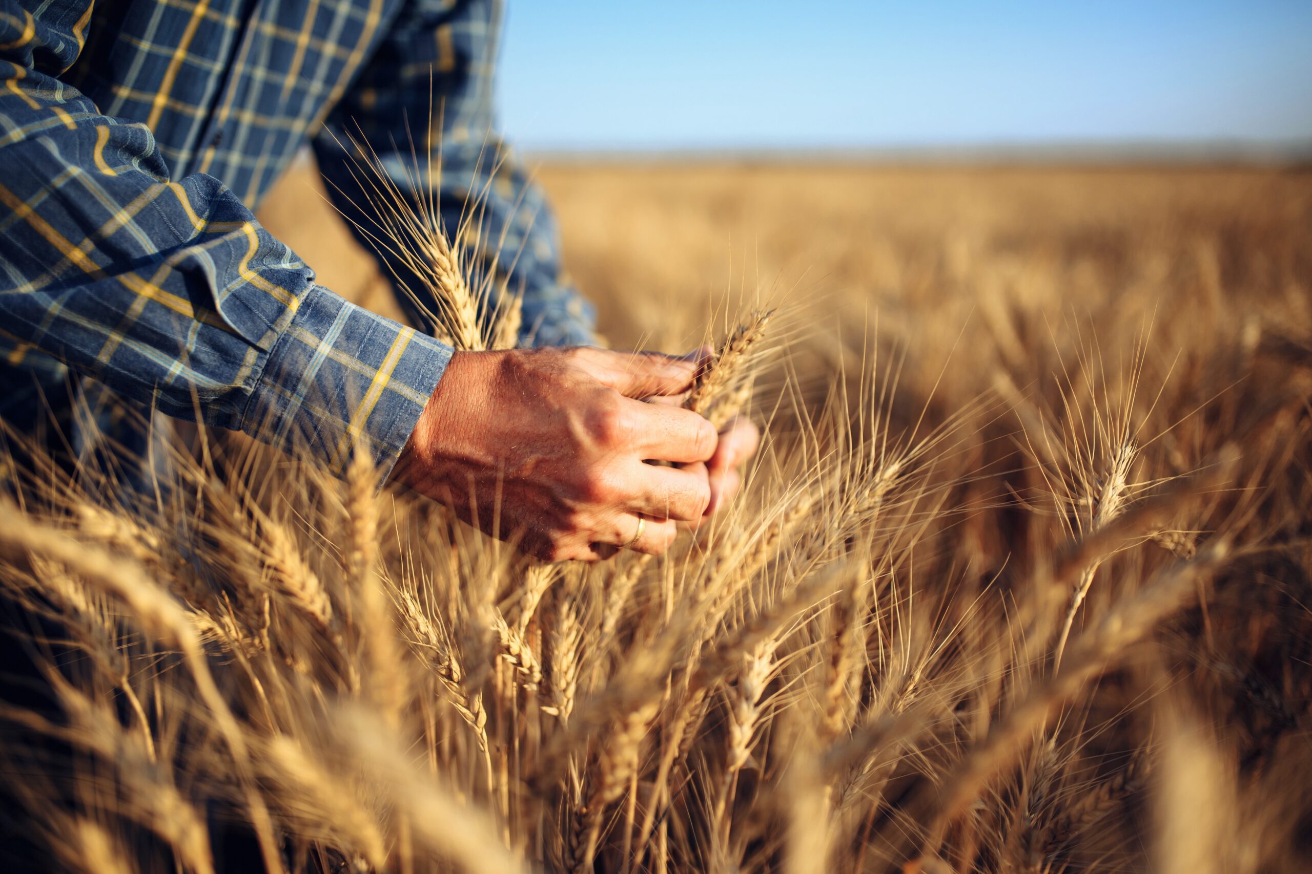 Project aims to improve plant growth and resilience - Earth.com