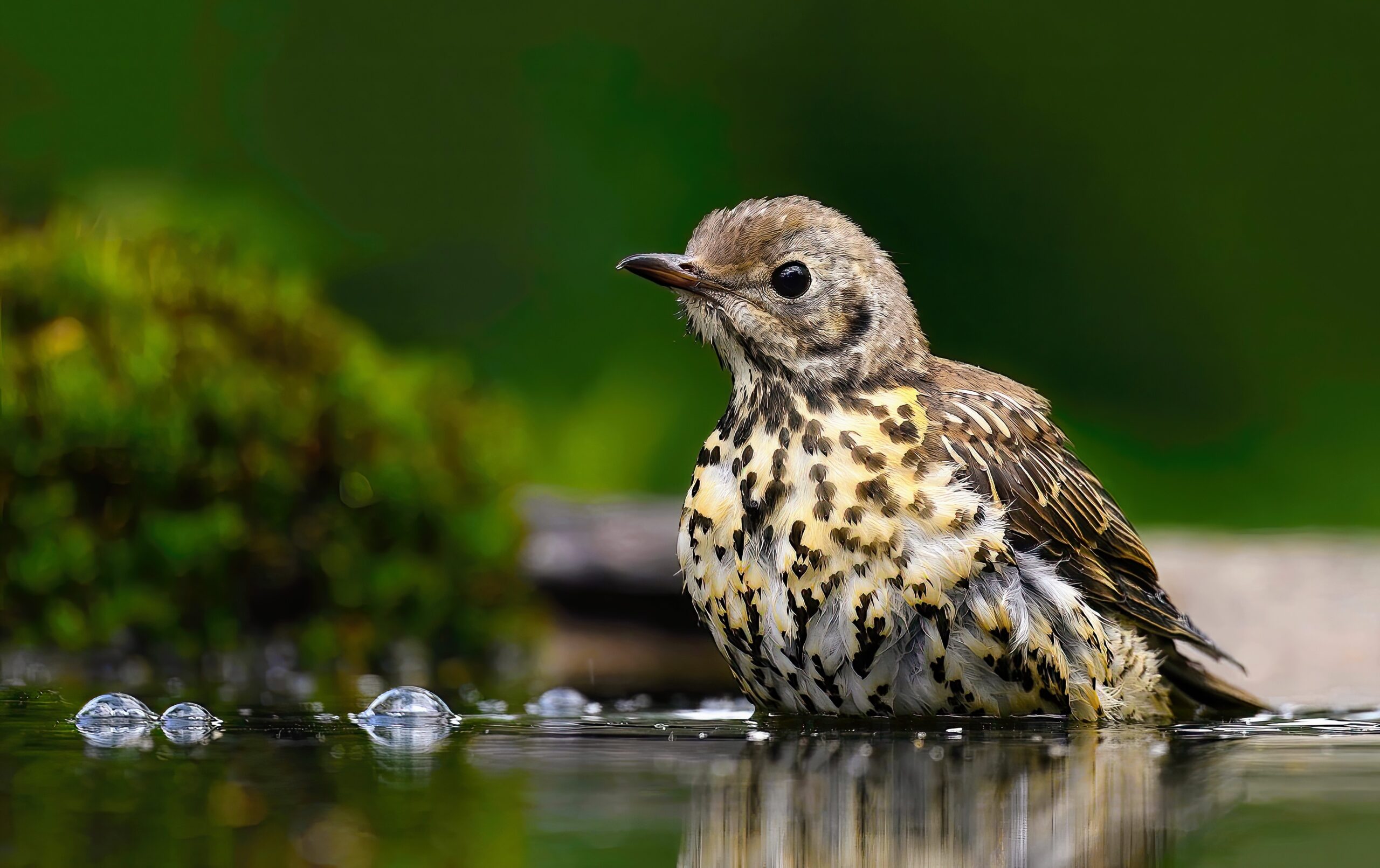 Birds have surprising gut microbiome composition - Earth.com