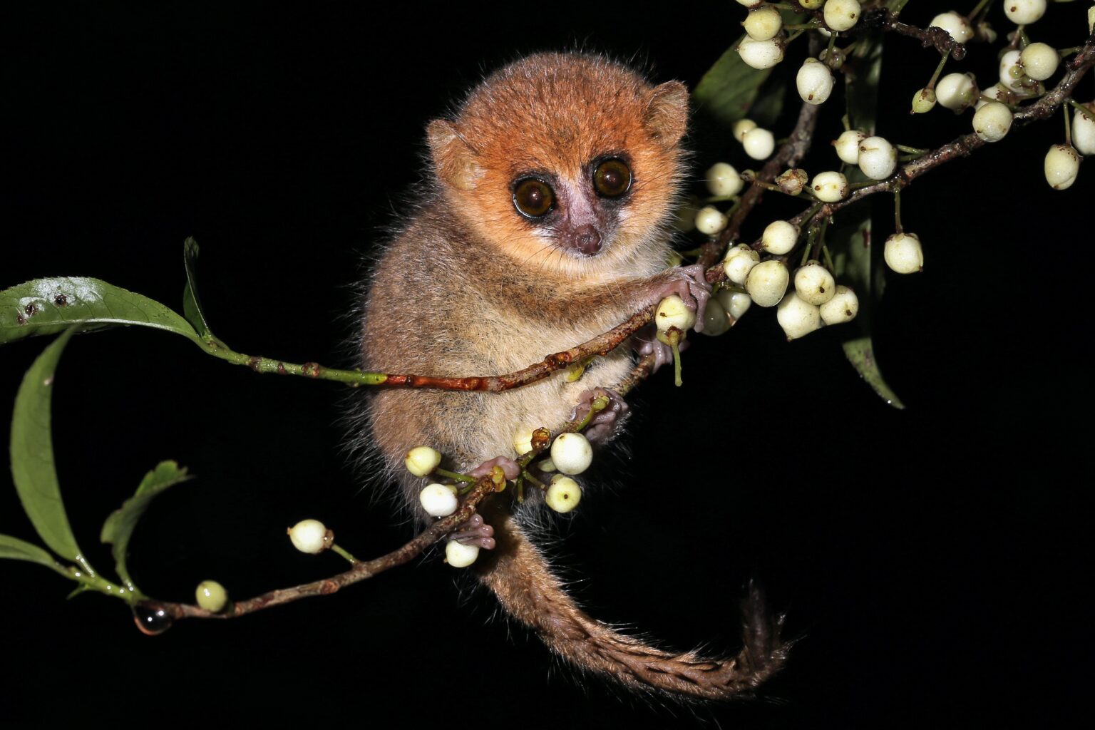 Mouse lemurs of Madagascar are threatened with extinction • Earth.com
