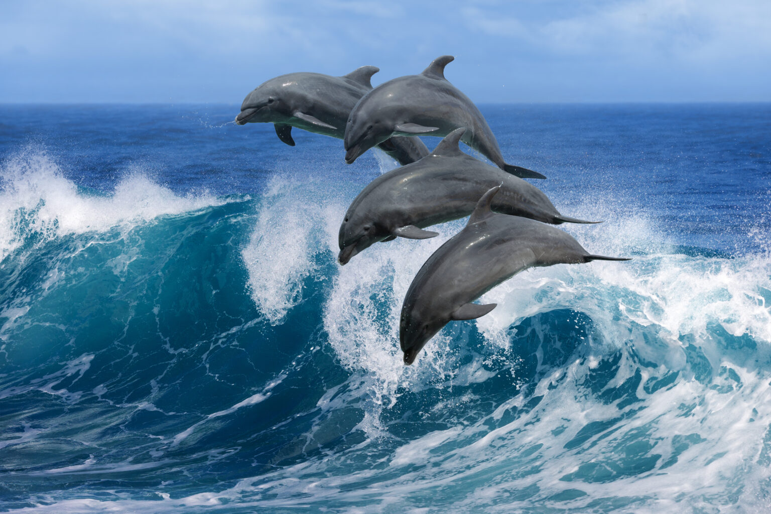 Dolphins: Everything you need to know - Earth.com