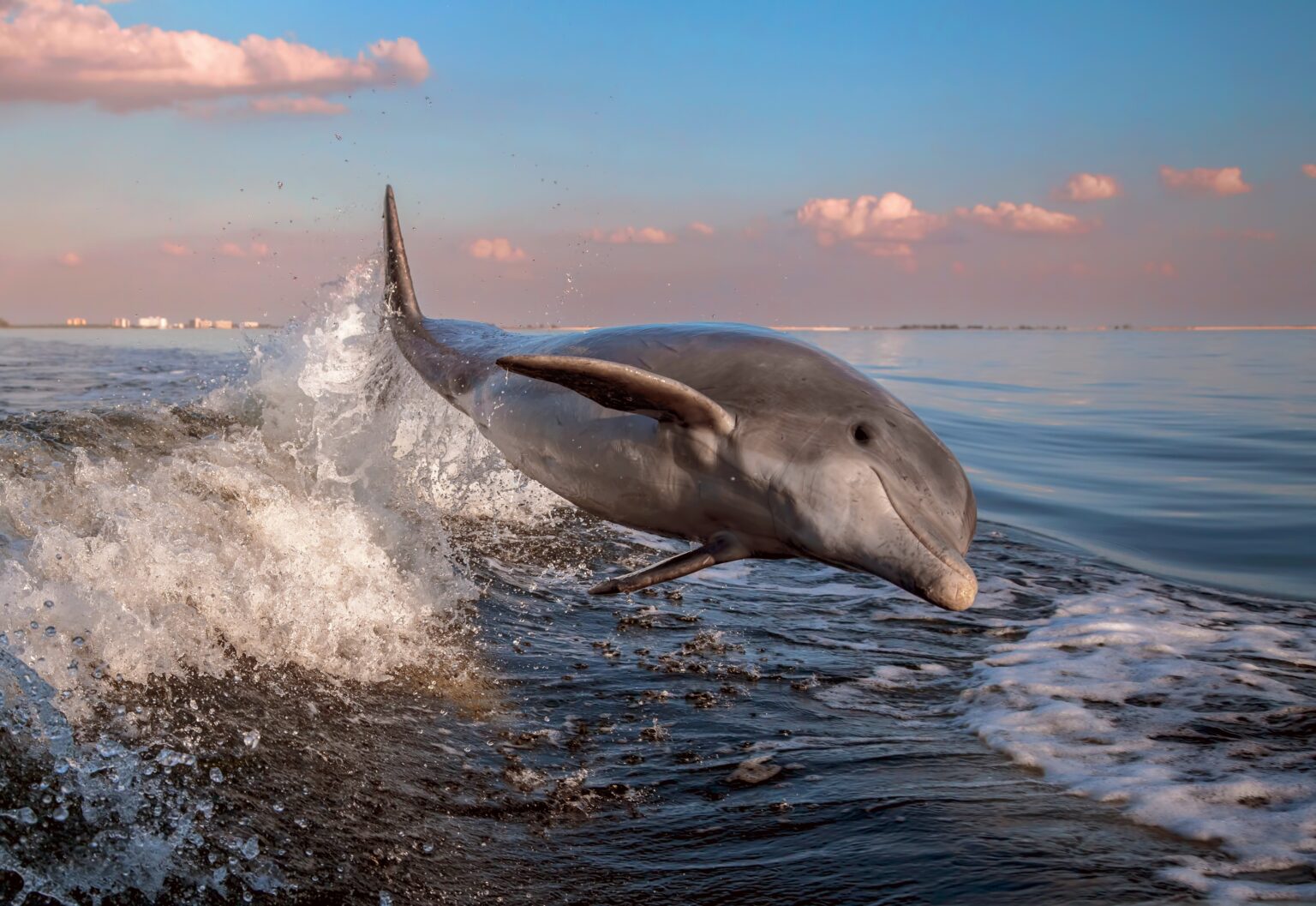 Dolphins: Everything you need to know - Earth.com