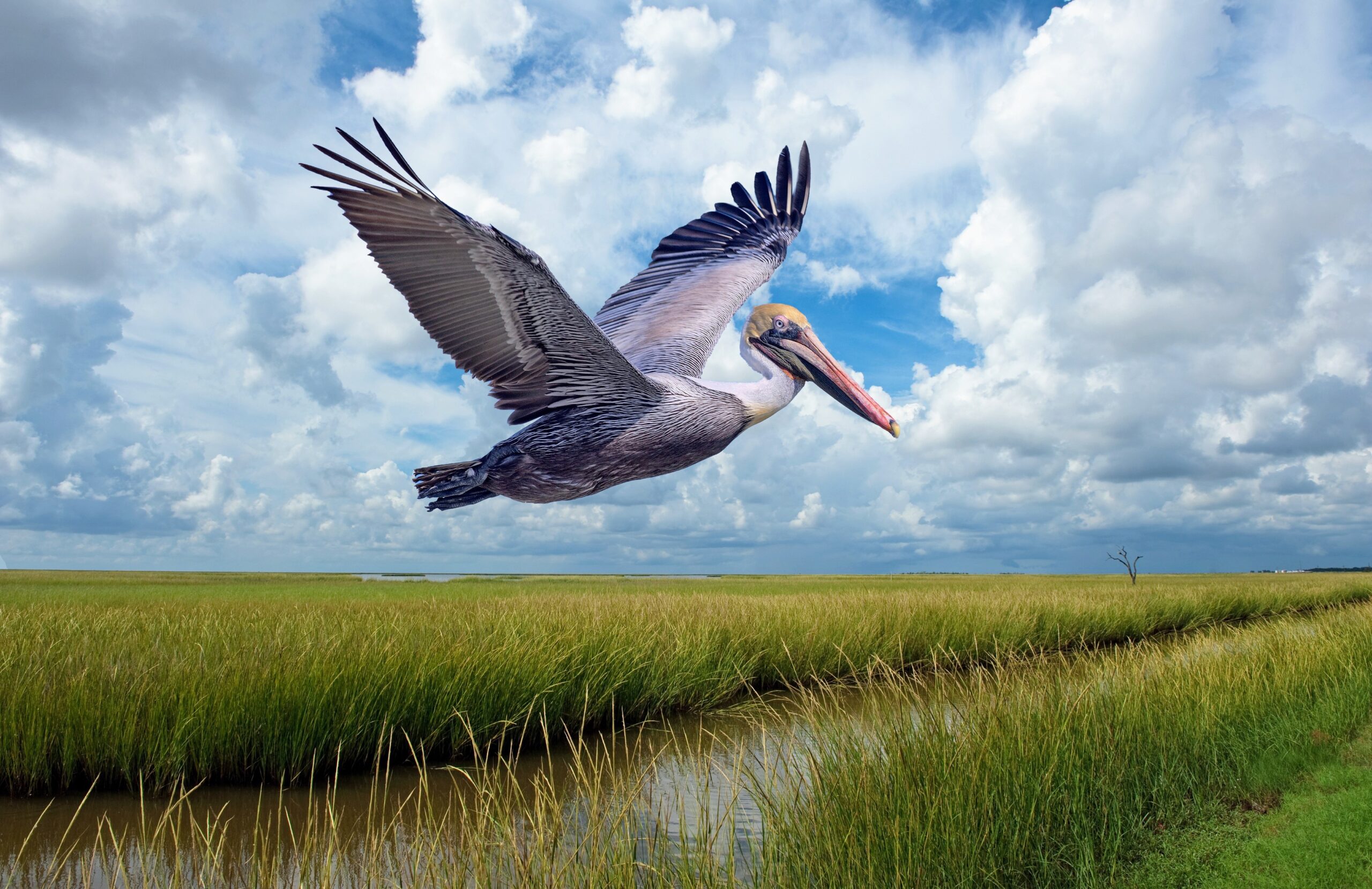 Some coastal salt marshes are keeping pace with sea level rise - Earth.com