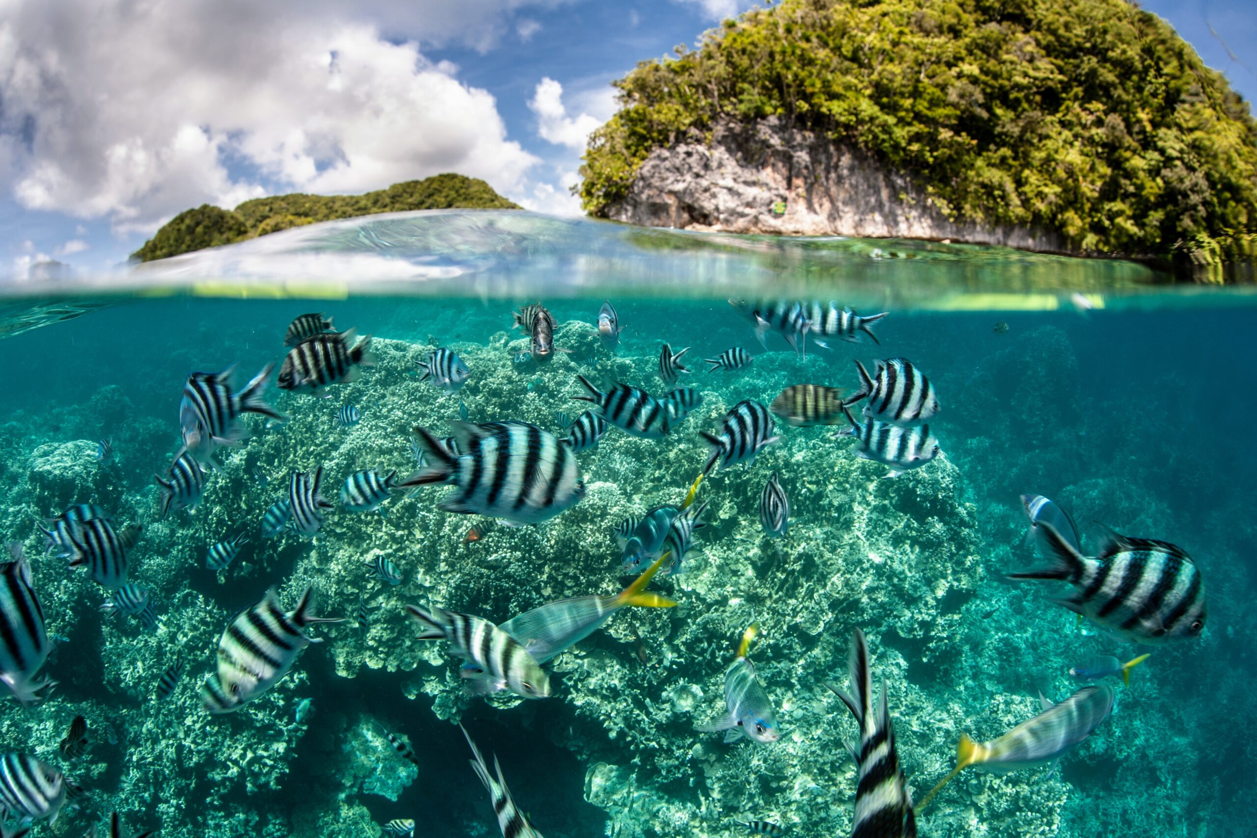 Preparing for ocean acidification, a silent killer of climate change ...