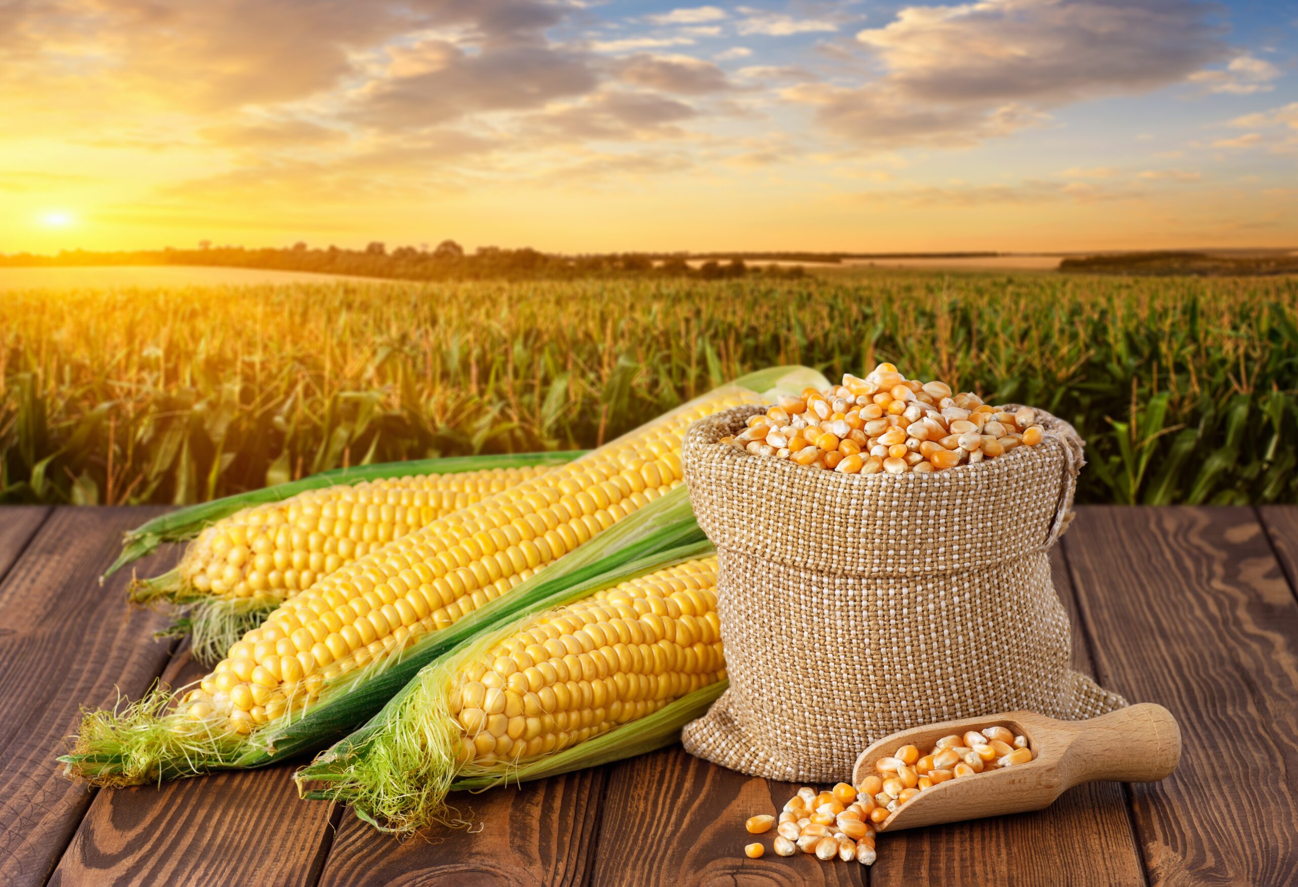 Seed systems will play a key role in future food security - Earth.com