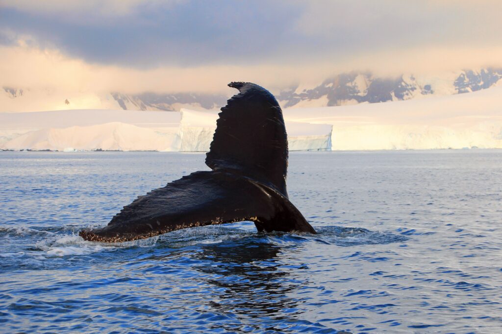 Deep ocean circulation near Antarctica on the brink of collapse • Earth.com
