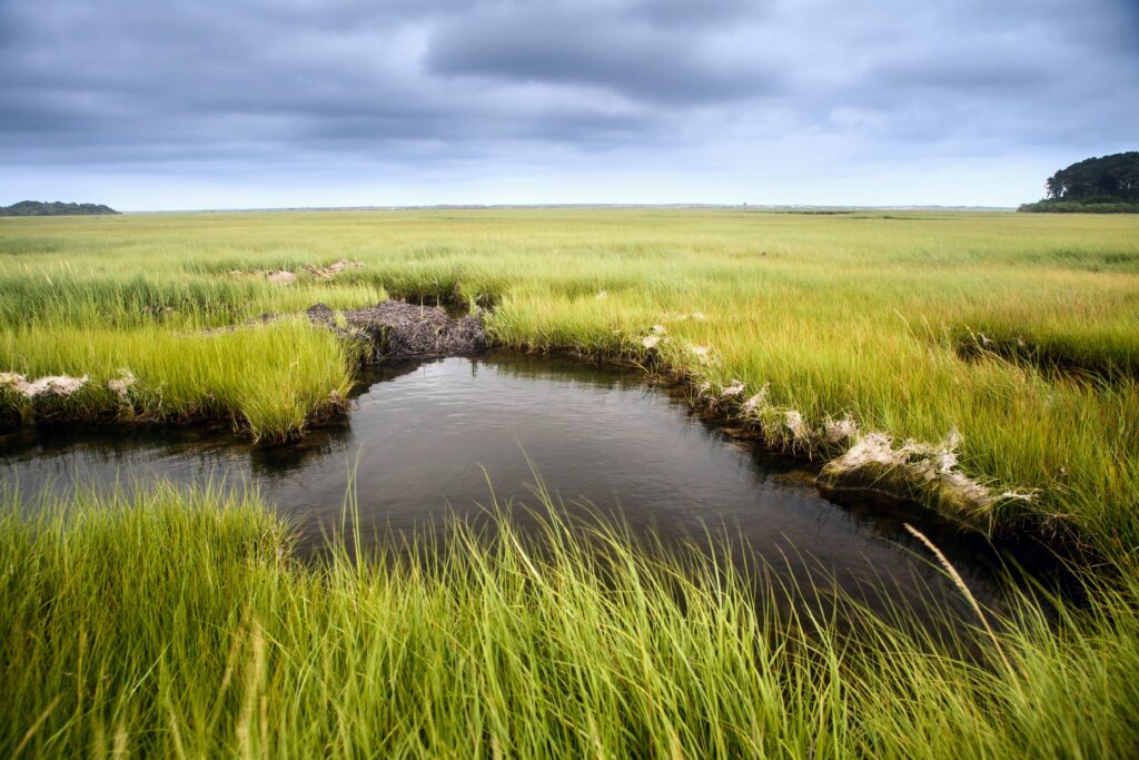 Sea-level rise influences coastal carbon storage capacity • Earth.com