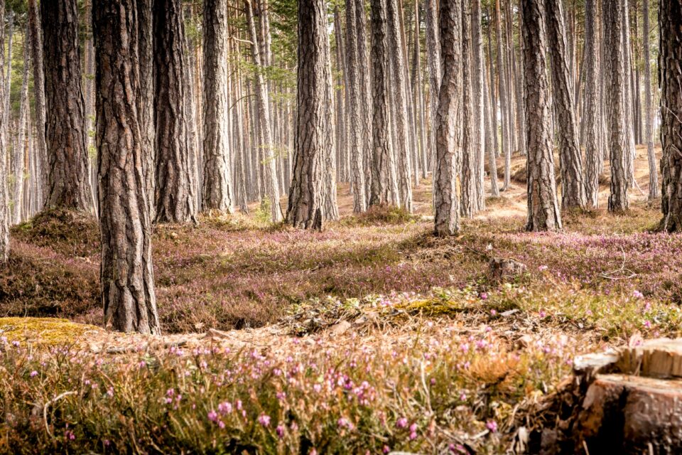 Forests around the world are turning brown during summer • Earth.com