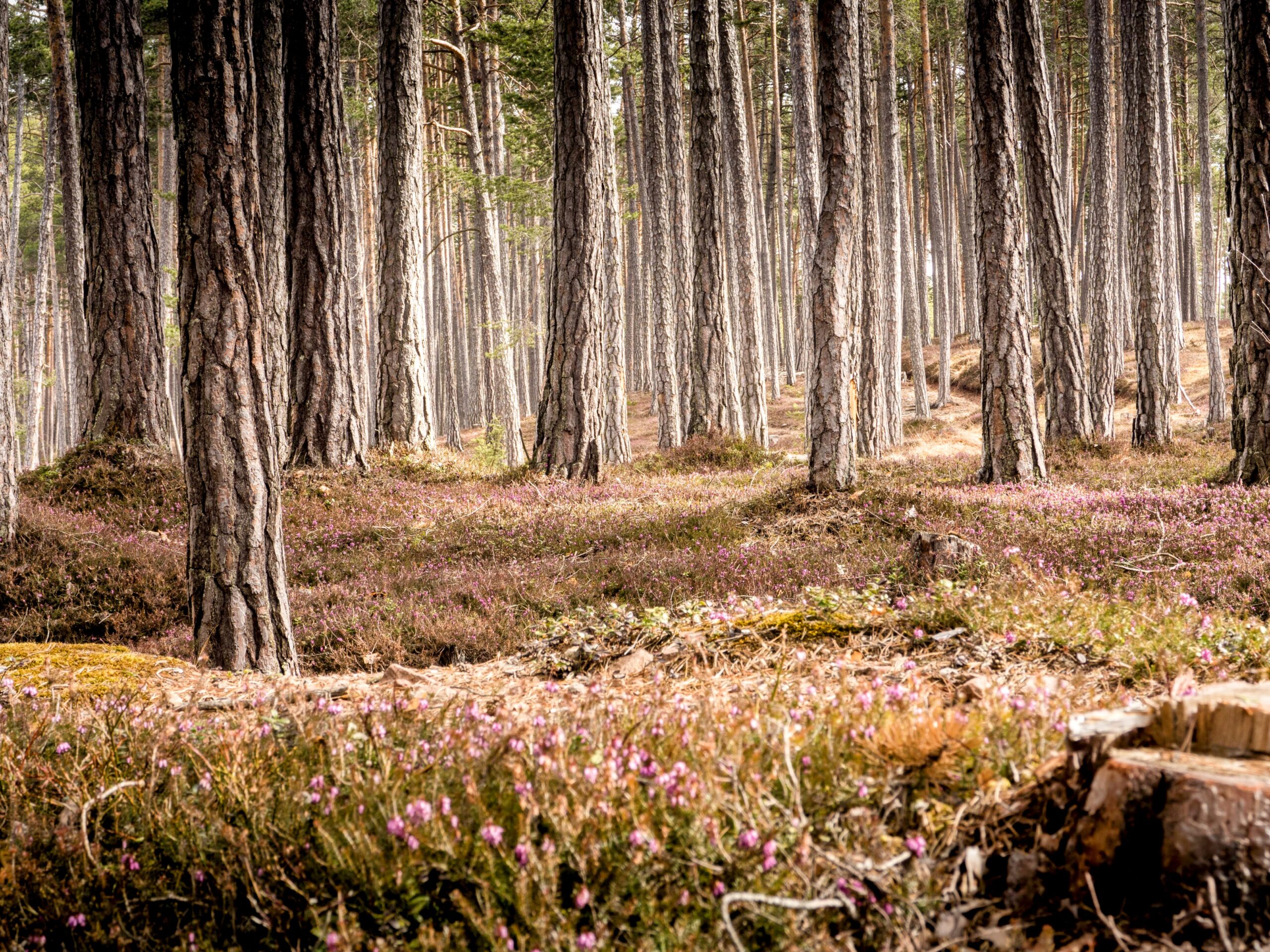 Forests around the world are turning brown during summer - Earth.com