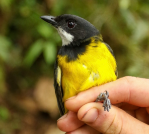 Two new species of poisonous birds discovered • Earth.com