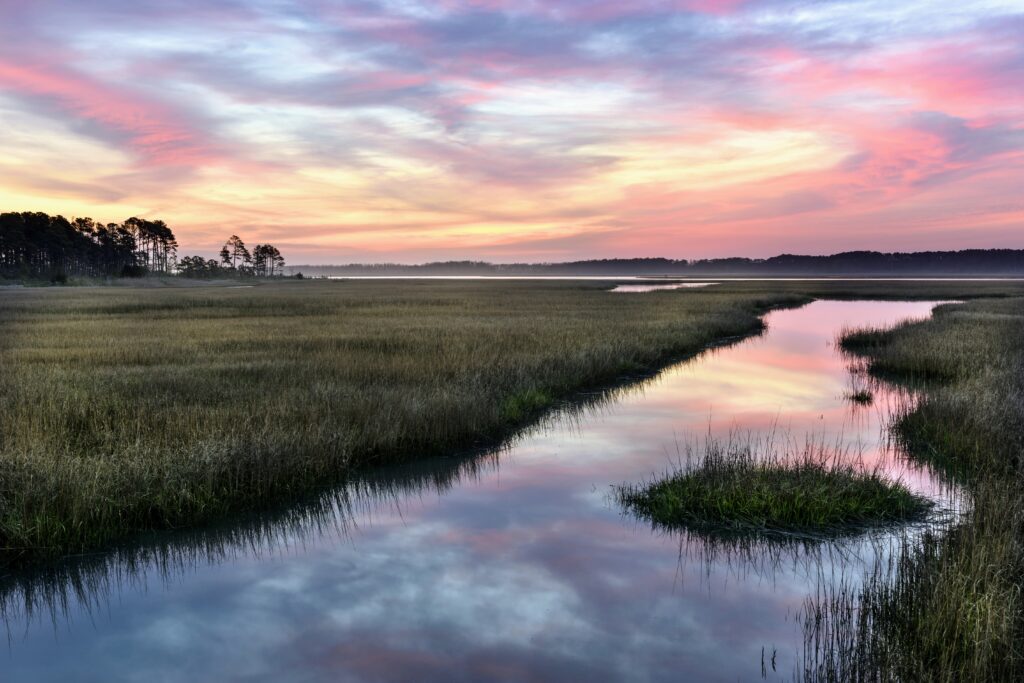 Nearly all of the world’s salt marshes may be underwater by 2100 ...