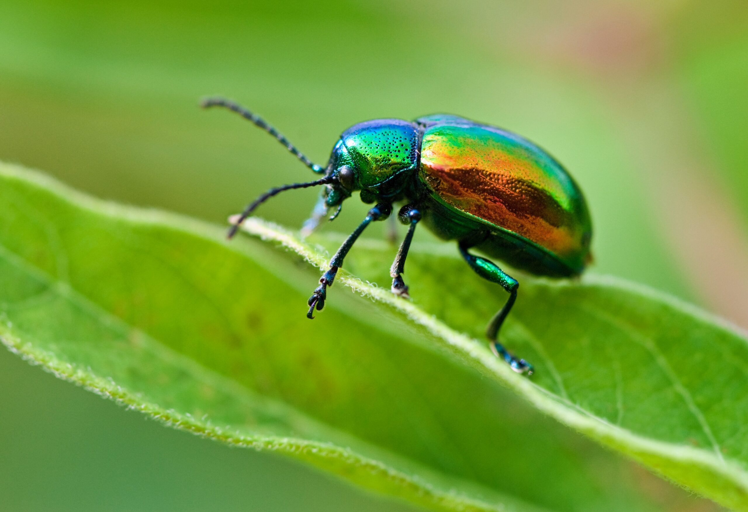 Sexual competition drives male beetles to neglect DNA repair - Earth.com